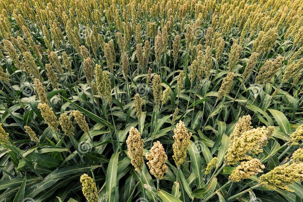 Sorghum Farming Agribusiness Plan - BIASHARA POA